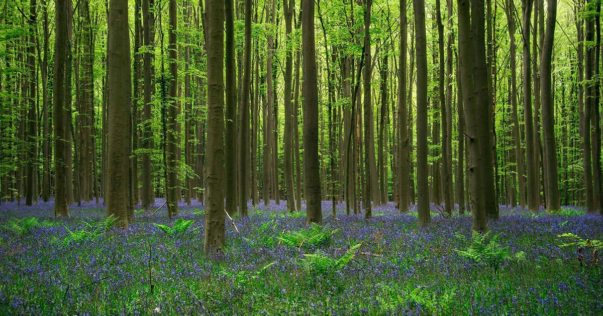 Het betoverende Hallerbos – efkesweg.be