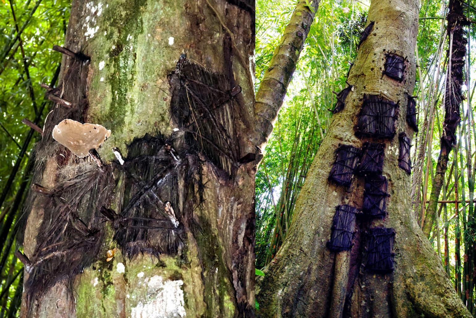Bizarre begrafenisrituelen in Tana Toraja – efkesweg.be